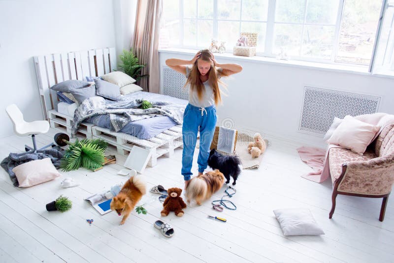 Dogs in the Middle of Mess they Created at Home Stock Image - Image of ...