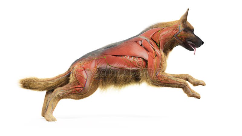 The dogs muscle system stock illustration. Illustration of canis ...