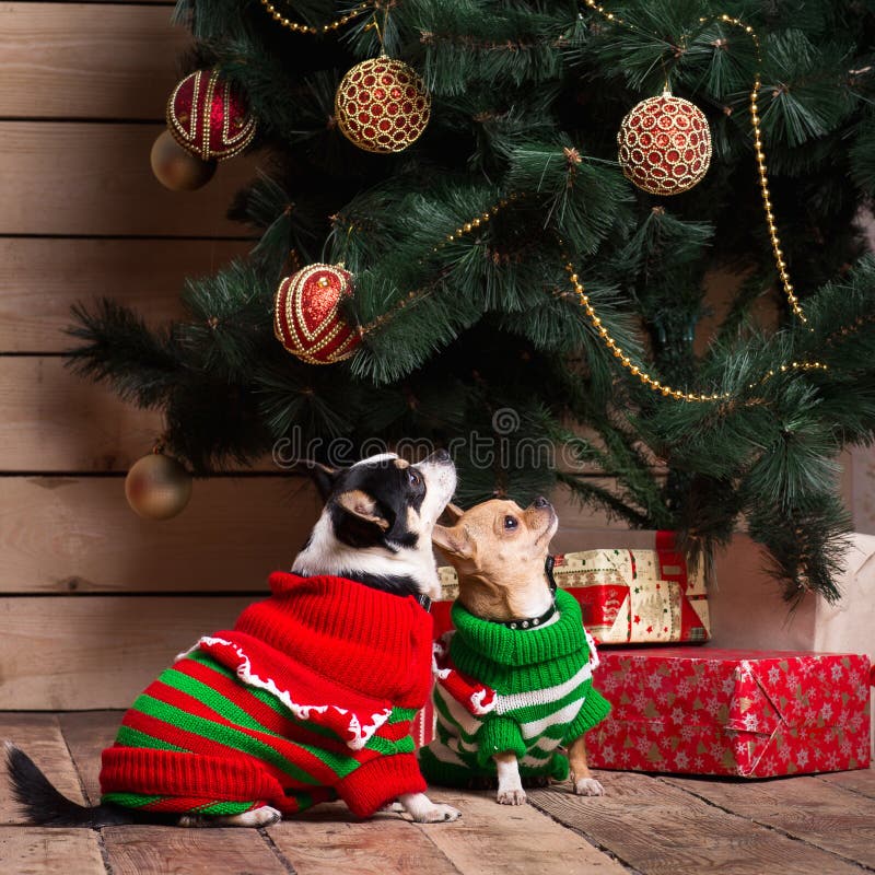 Dogs near a Christmas tree stock photo. Image of wood - 64330926