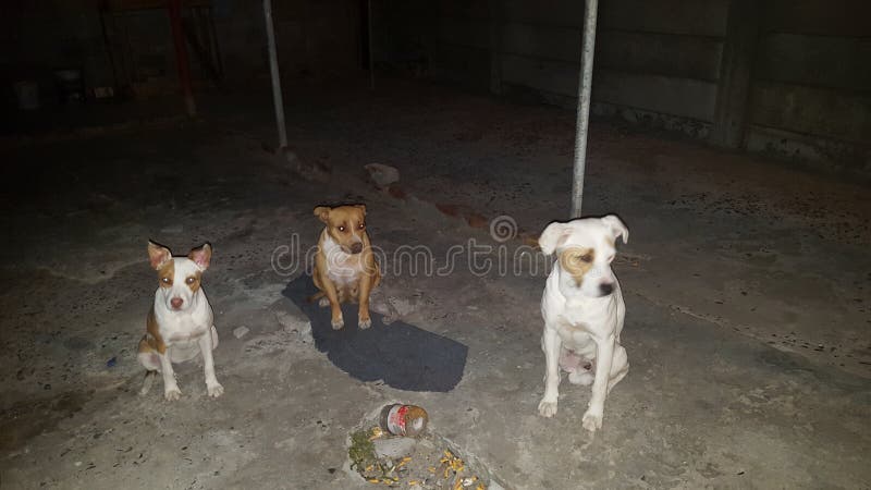 Dogs at night stock photo. Image of night, creepy, stalkers - 174707998
