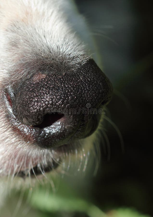 Dog nose stock photo. Image of animal, noses, mammals, pets - 552154