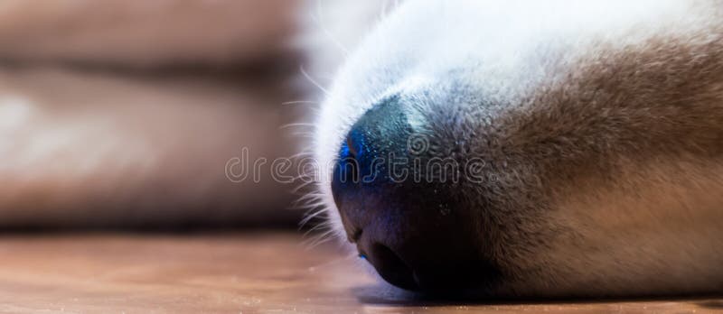 Nuzzle Noses stock image. Image of animal, terrier, kids - 2601881