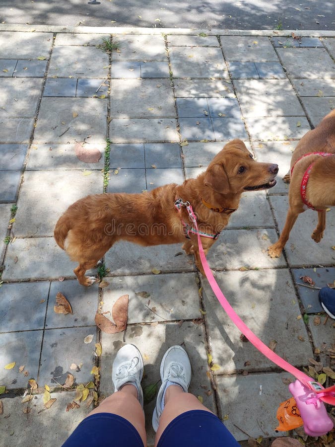 The dogs out stock image. Image of street, puppy, dogs - 262672903