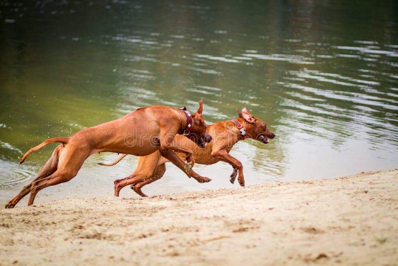 Rhodesian Ridgebacks stock photo. Image of reddish, rufous - 102819042