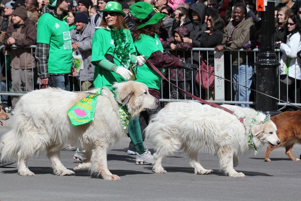Dogs in the parade editorial photography. Image of parade - 18876322