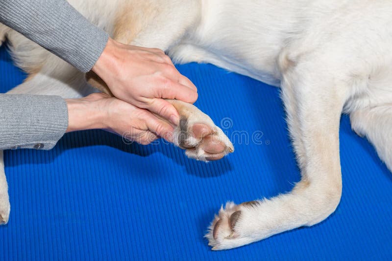 14,065 Dogs Paw Stock Photos - Free & Royalty-Free Stock Photos from ...