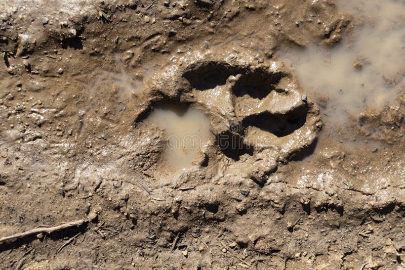 Dogs Paw Print in Mud Puddle after Rain Stock Photo - Image of evidence ...