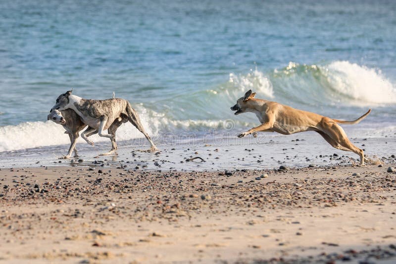 Dogs play on the beach stock image. Image of shore, play - 238912595