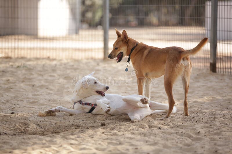 Dogs Play in the Dog Playground Stock Photo - Image of light, german ...