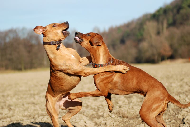 Dogs play fighting stock photo. Image of field, play - 19417416
