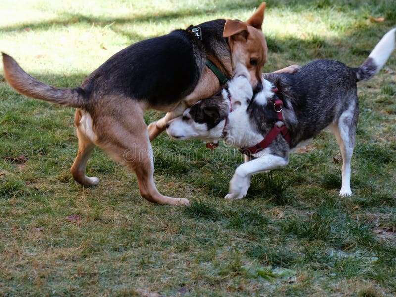 Dogs playing stock photo. Image of dogs, fighting, playing - 123844862