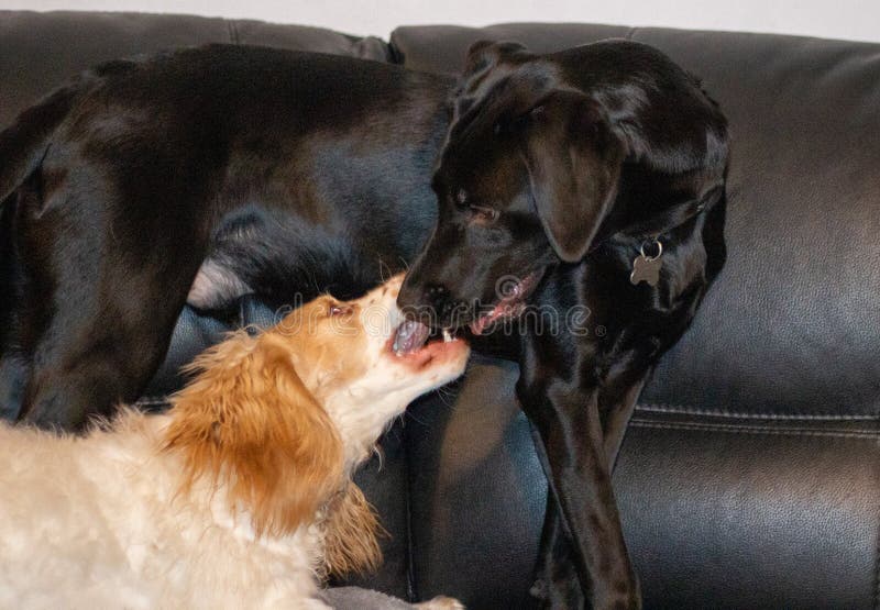 Dogs play fighting stock photo. Image of fight, breed - 242494088