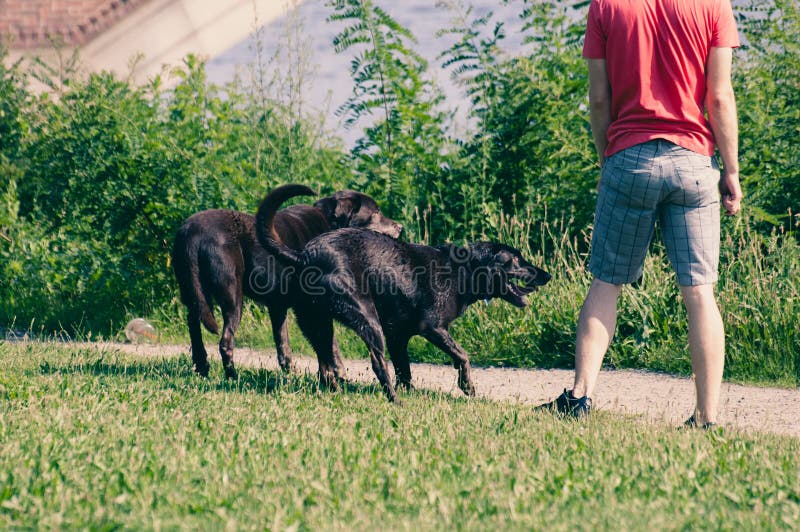 Dogs play outdoor stock image. Image of bring, field - 38920259