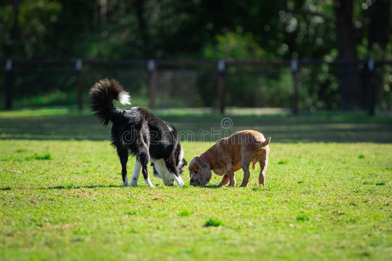 Dogs play in the park stock photo. Image of action, game - 281627460