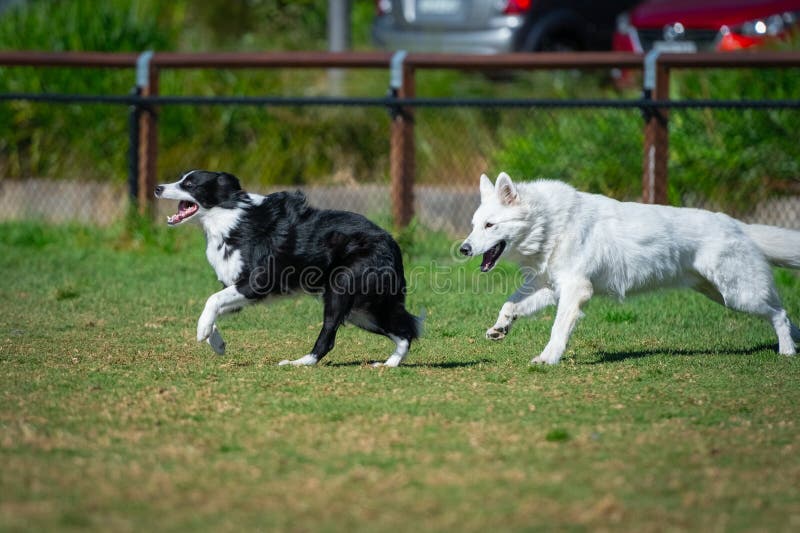 Dogs play in the park stock photo. Image of animal, competition - 281627476