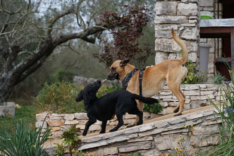 Dogs play stock image. Image of funny, black, nature - 179426185