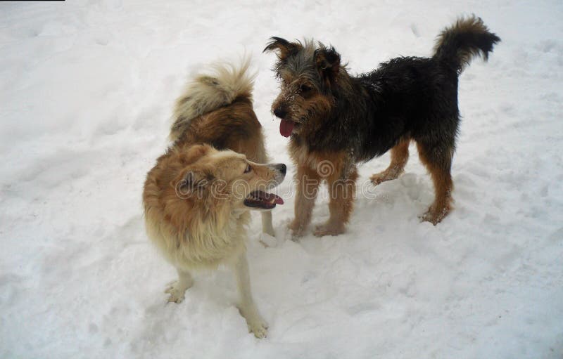 Dogs play in the snow stock image. Image of snow, yard - 160361481