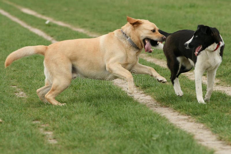 Two dogs playing stock image. Image of happy, green, playing - 13370821