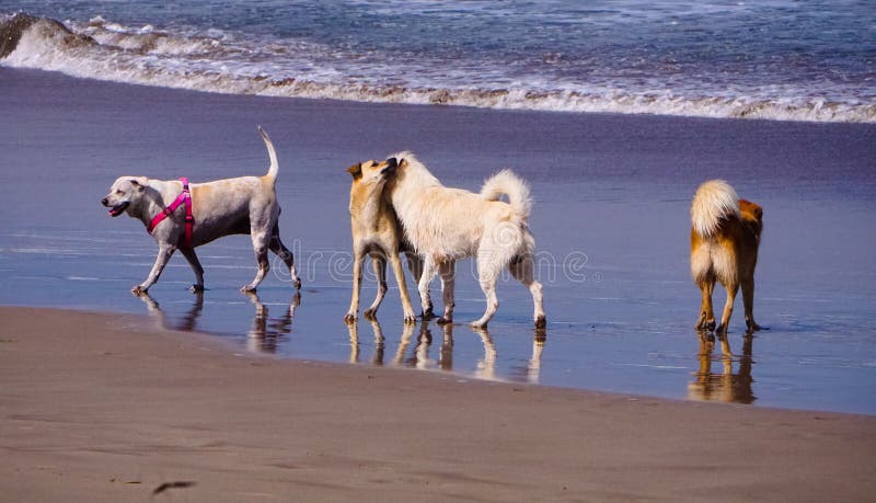 Dogs Playing Around Together in a Pack on the Beach Stock Photo - Image ...
