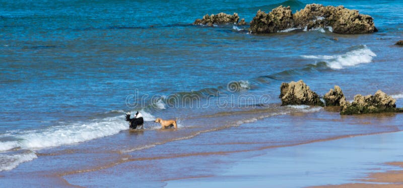Dogs Playing in the Beach Water among Rocks Stock Image - Image of ...