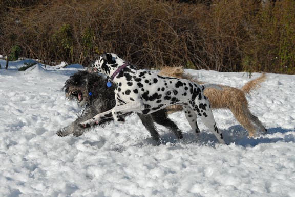 Dogs Playing Chasing in Snow Stock Photo - Image of playing, tagging ...