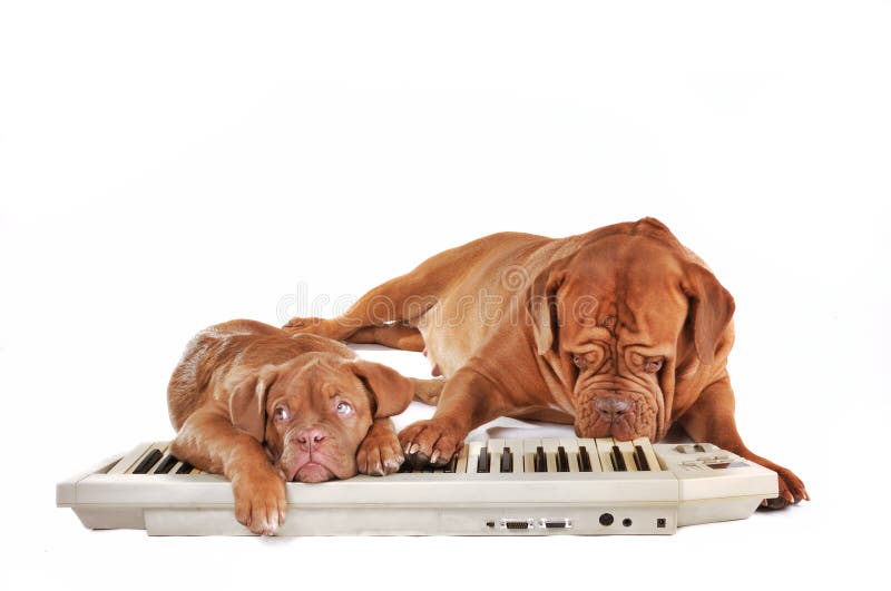 Dogs Playing Electrical Piano Stock Photo - Image of electronic, couple ...