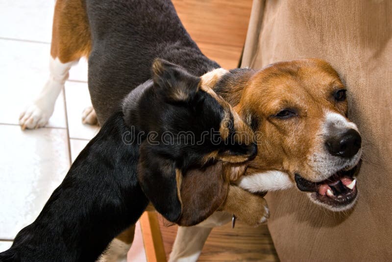 Dogs play fighting stock photo. Image of field, play - 19417416