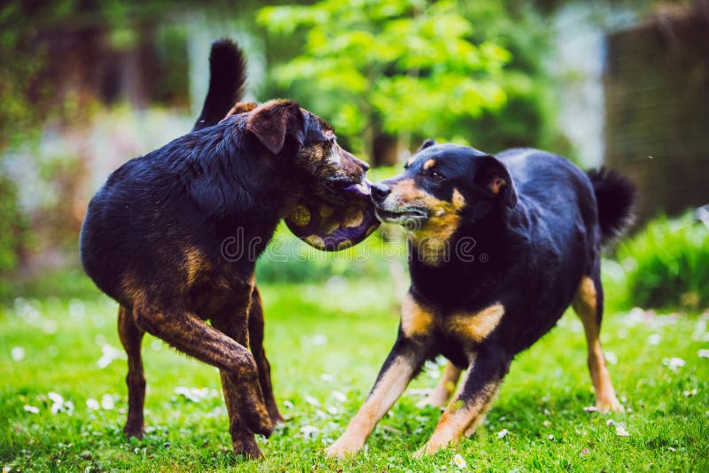 Dogs playing and fighting stock photo. Image of aggression - 71864480