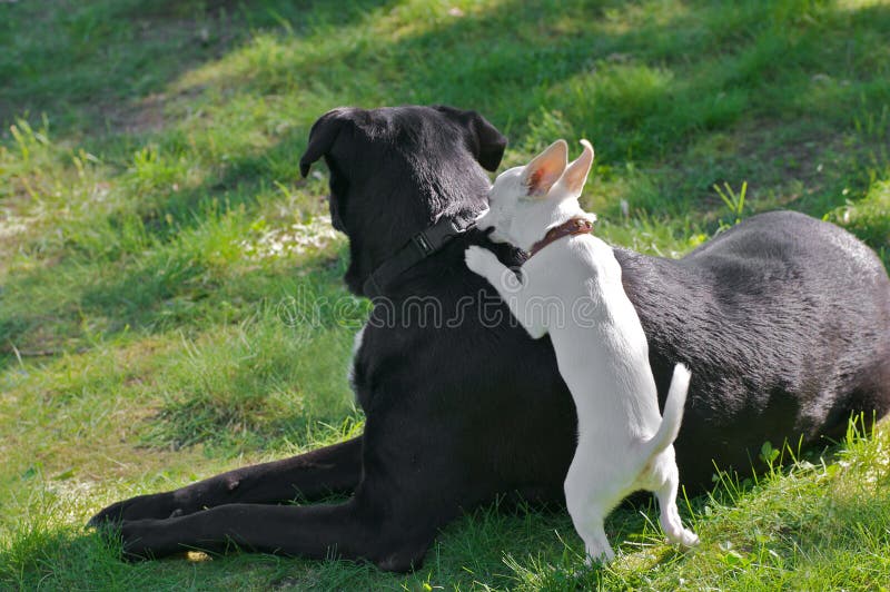 Dogs Playing Hide And Seek Picture. Image: 8684028