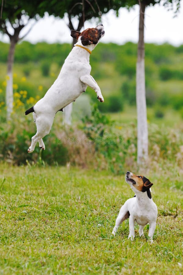 2 dogs playing stock image. Image of pets, happiness, breeding - 233769