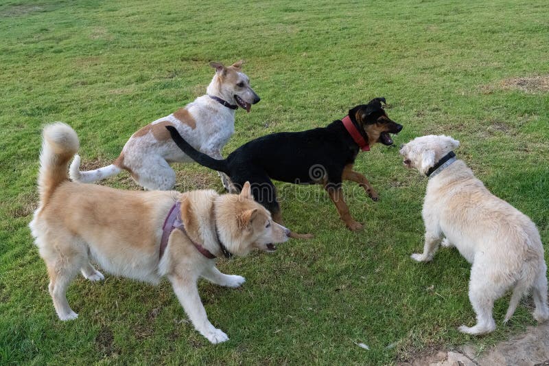 Dogs Playing on a Lawn stock image. Image of happy, animal - 352219109