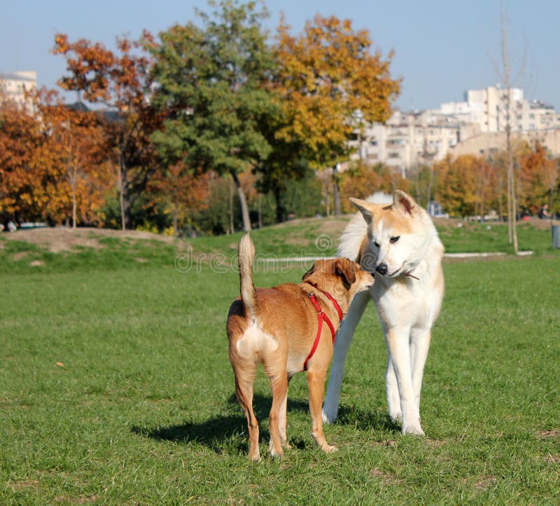 Dogs playing in the park stock photo. Image of husky - 16991458