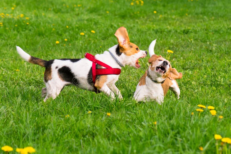 Dogs playing at park stock image. Image of park, healthy - 91963947