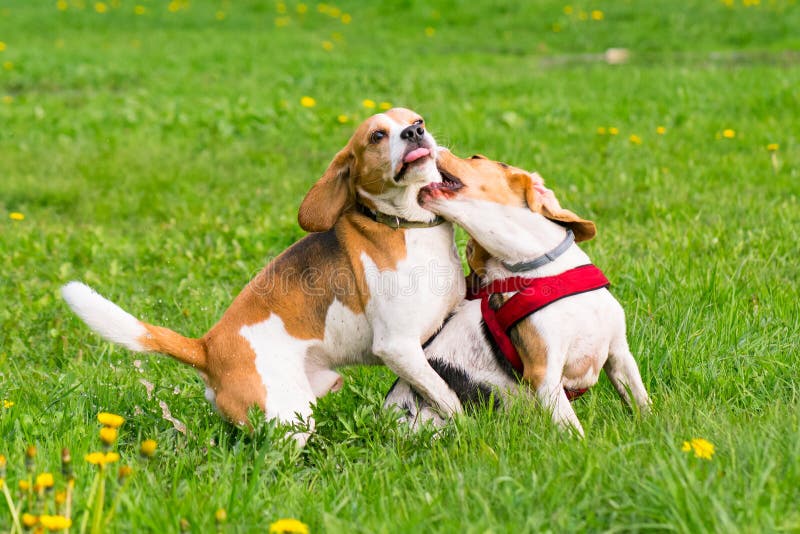 Dogs playing at park stock image. Image of outdoors, mammal - 92193599