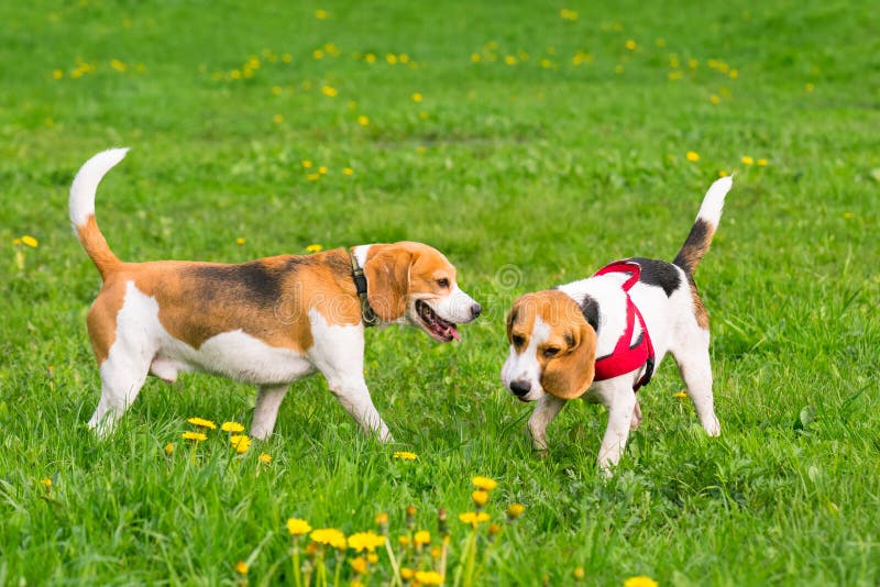 Dogs playing at park stock photo. Image of pedigree, energy - 91963914