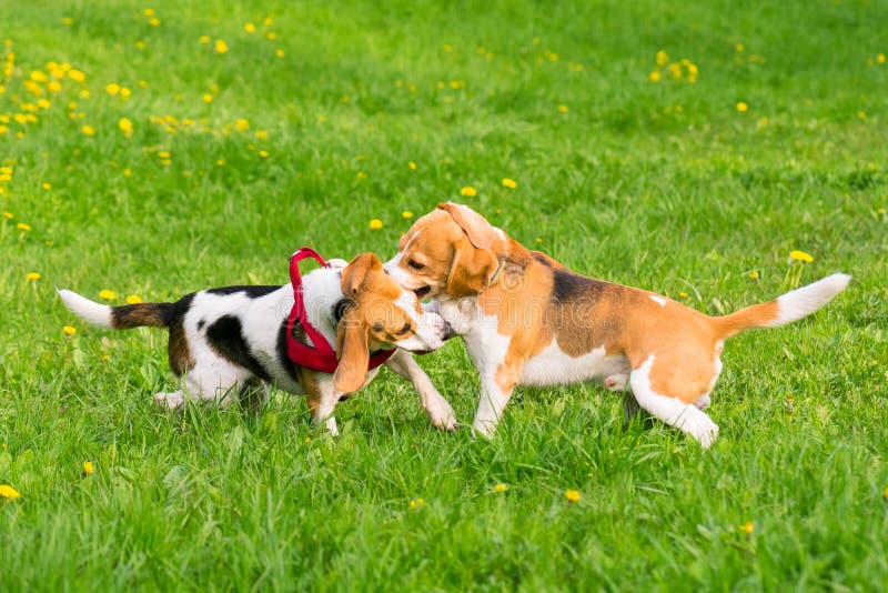 Dogs playing at park stock image. Image of mammal, park - 91964037