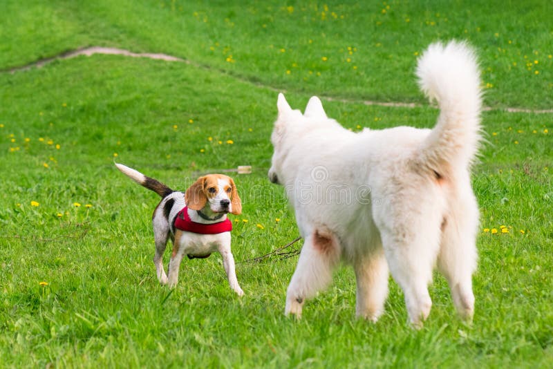 Dogs playing at park stock photo. Image of pedigree, energy - 91963914