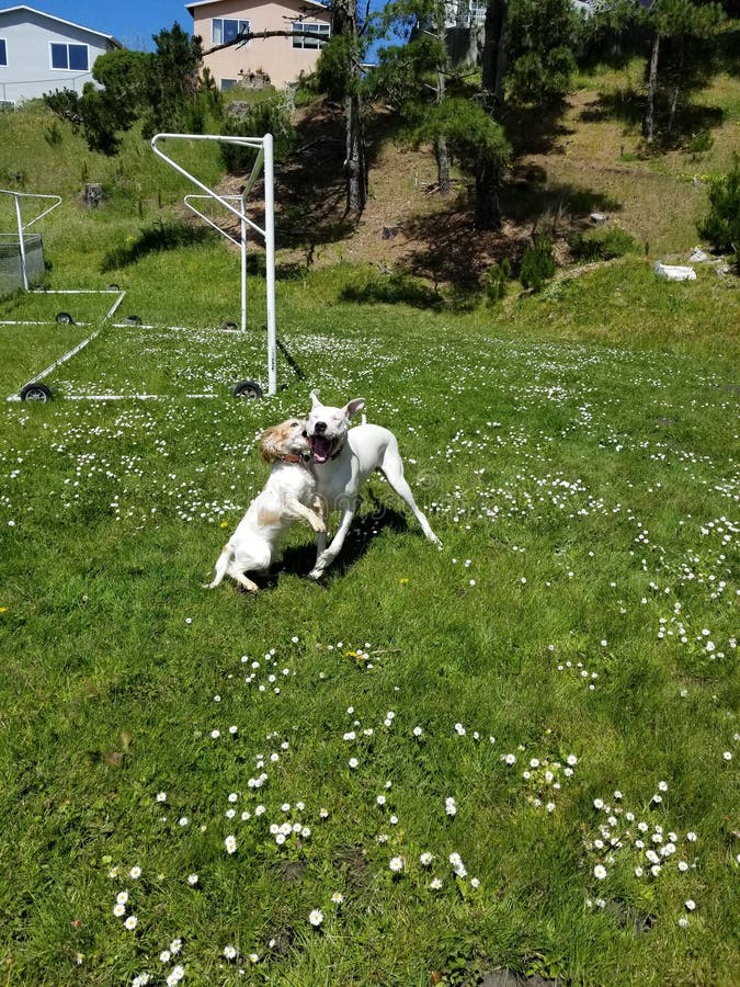 Dogs playing at the park stock photo. Image of dogs - 114898218