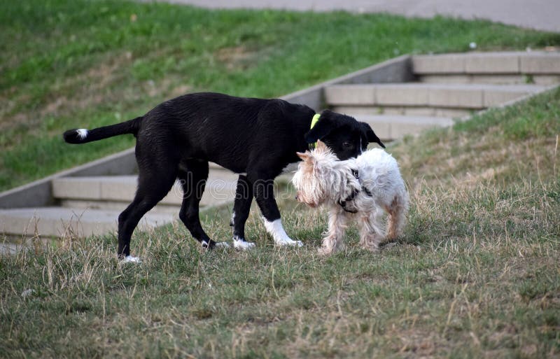 Dogs playing at the park stock photo. Image of lawn - 205201296