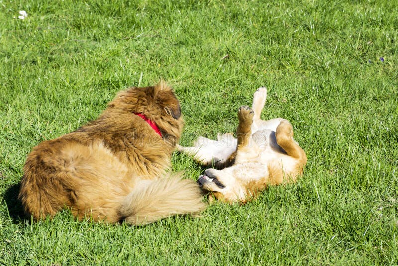 Dogs playing in the park stock image. Image of fluffy - 52806249