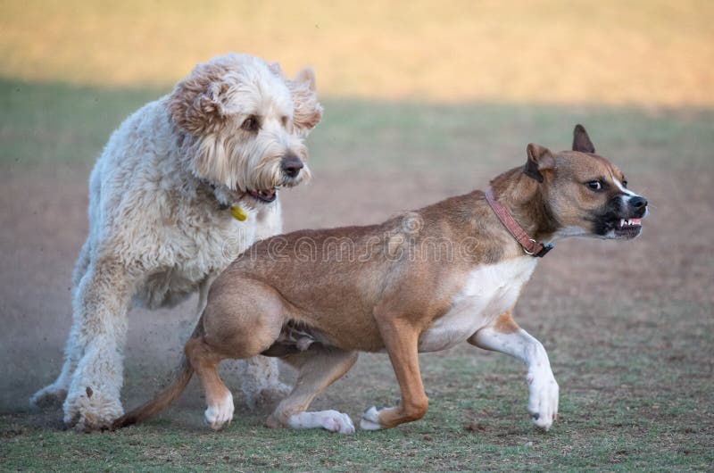 Dogs playing at the park stock photo. Image of dogs - 118251036