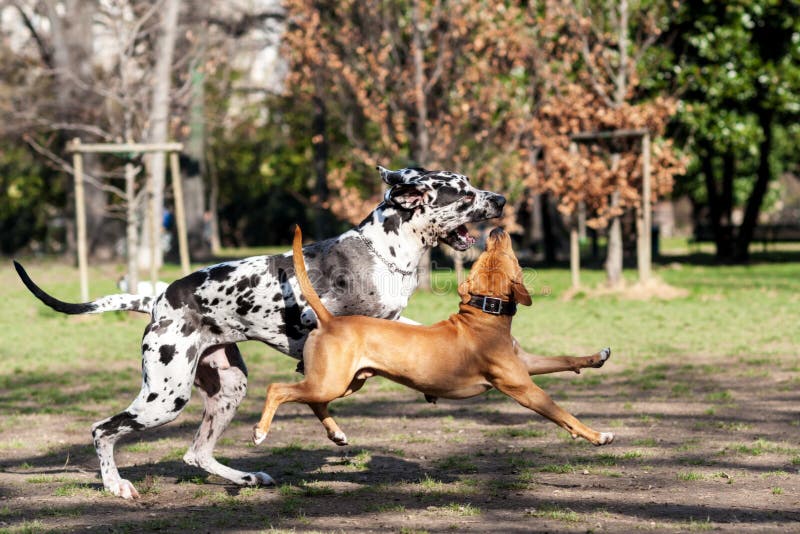 Dogs Playing and Running in a Park Stock Image - Image of motion, grass ...