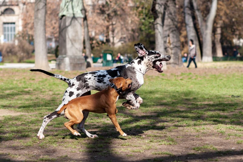 Dogs Playing and Running in a Park Stock Image - Image of happiness ...