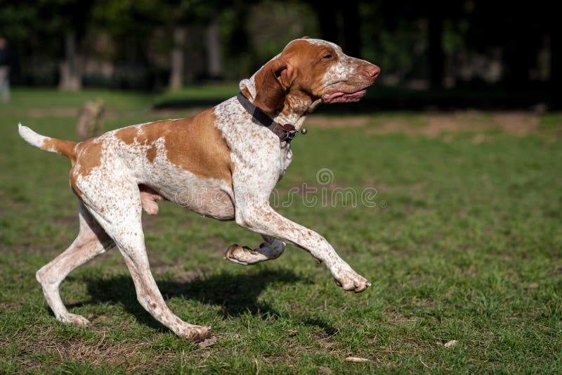 Dogs Playing and Running in a Park Stock Image - Image of hound, group ...