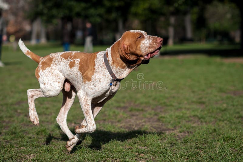 Dogs Playing and Running in a Park Stock Image - Image of lawn, hound ...