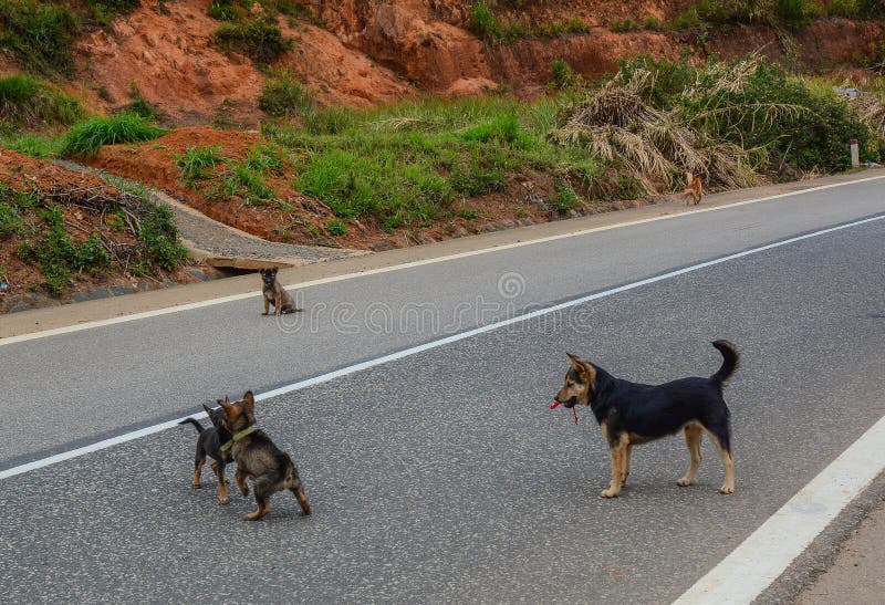 Dogs playing on rural road stock photo. Image of happiness - 107680054