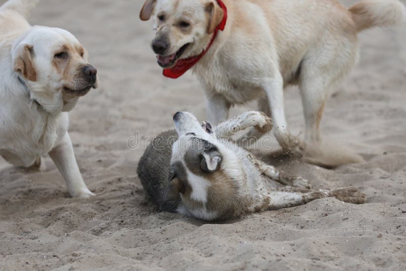 Dogs Playing in the Sand. Husky with Labrador Retriever Playing on the ...