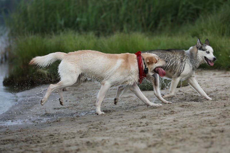 Dogs Playing in the Sand. Husky with Labrador Retriever Playing on the ...