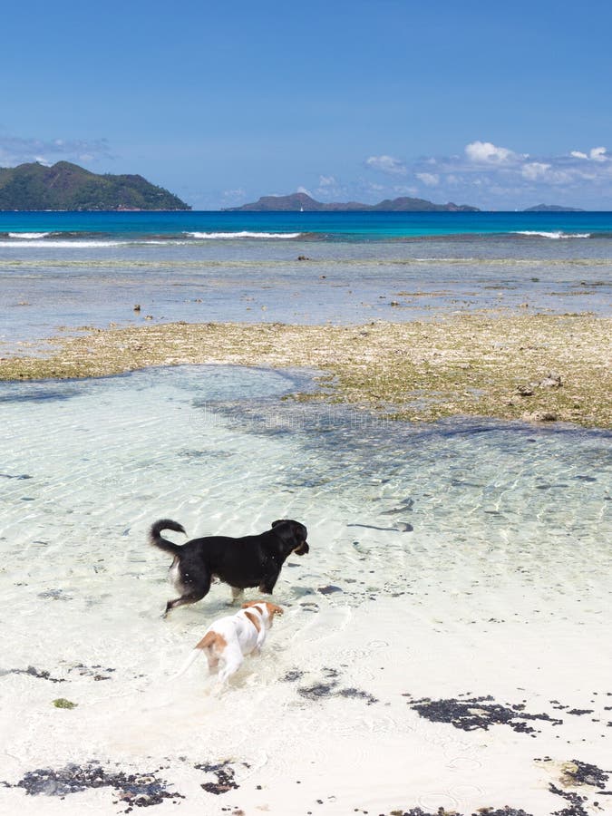 Dogs playing in the sea stock photo. Image of pets, horizon - 48896256