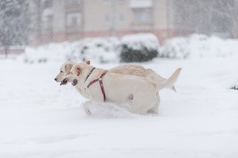 Dogs playing on the snow stock image. Image of pedigree - 157063437